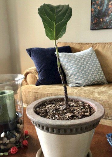 Fiddle Leaf Fig Artwork Contest: Submit and Vote for your Favorite!