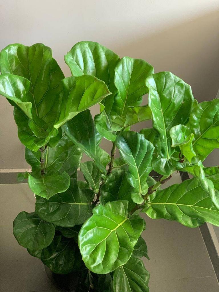 Fiddle Leaf Fig Artwork Contest: Submit and Vote for your Favorite!