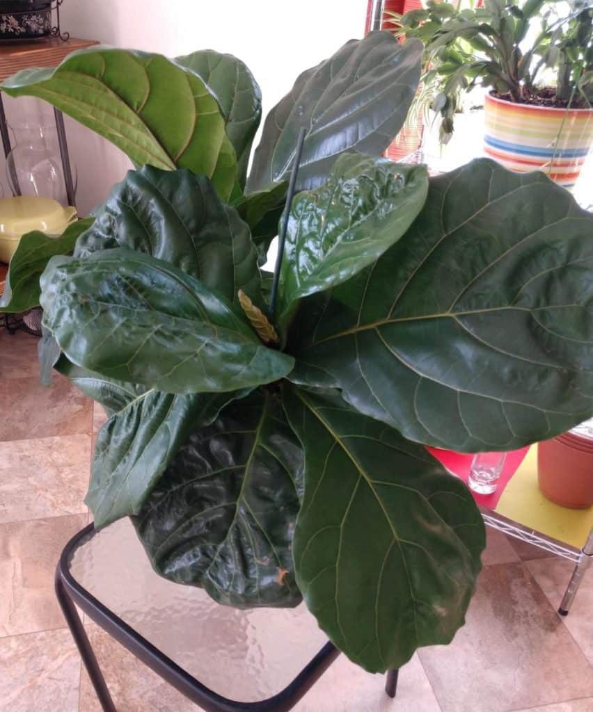 Fiddle Leaf Fig Artwork Contest: Submit and Vote for your Favorite!