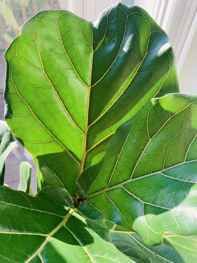 Fiddle Leaf Fig Artwork Contest: Submit and Vote for your Favorite!