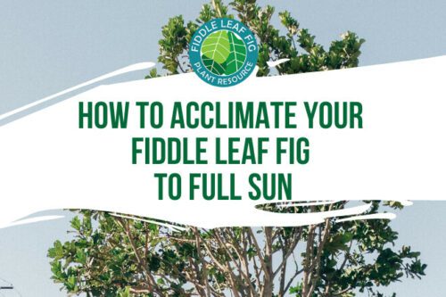 How (and Why) to Acclimate Your Fiddle Leaf Fig to Full Sun