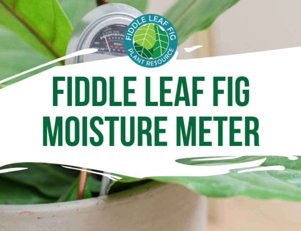 Edema on Fiddle Leaf Fig Leaves | The Fiddle Leaf Fig Plant Resource