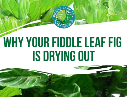 Edema on Fiddle Leaf Fig Leaves | The Fiddle Leaf Fig Plant Resource