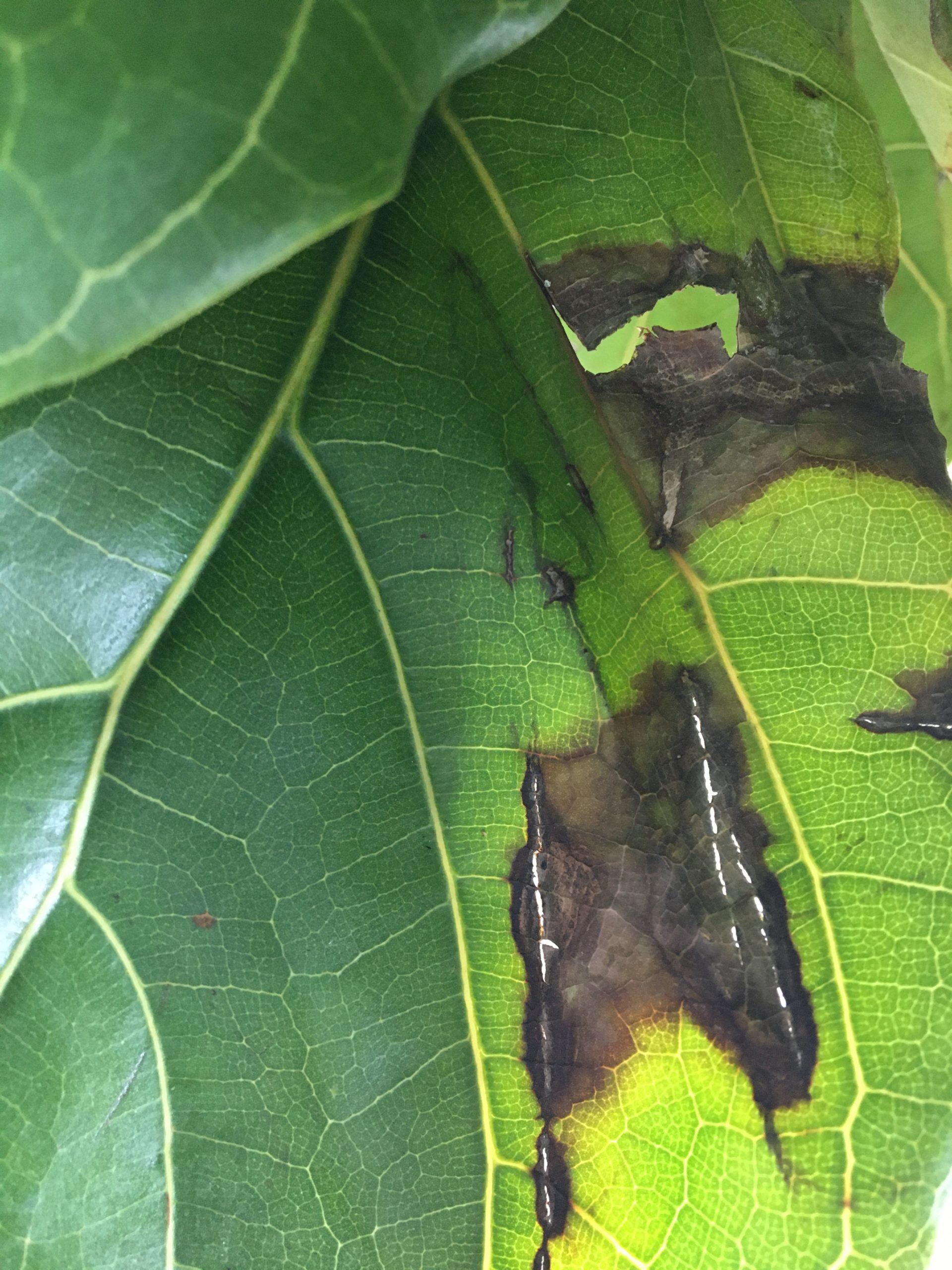 Purchased new plant. Just watered and saw some very tiny white ...