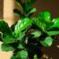 Ficus Lyrata Care | Caring For a Banjo Fig | Plant Resource