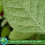 Edema on Fiddle Leaf Fig Leaves | The Fiddle Leaf Fig Plant Resource