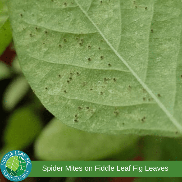 Edema on Fiddle Leaf Fig Leaves | The Fiddle Leaf Fig Plant Resource