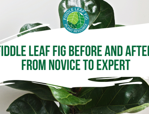 How to Prevent and Treat Powdery Mildew on a Fiddle Leaf Fig