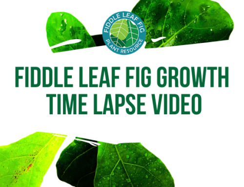 How to Prevent and Treat Powdery Mildew on a Fiddle Leaf Fig