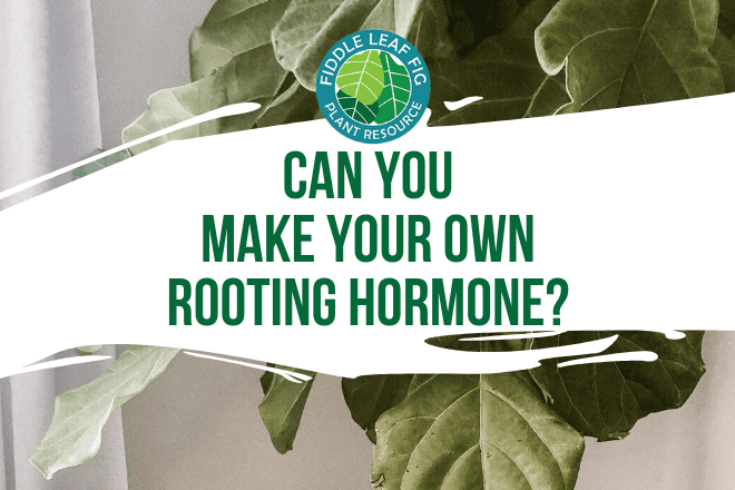 Can You Make Your Own Rooting Hormone for Fiddle Leaf Figs?