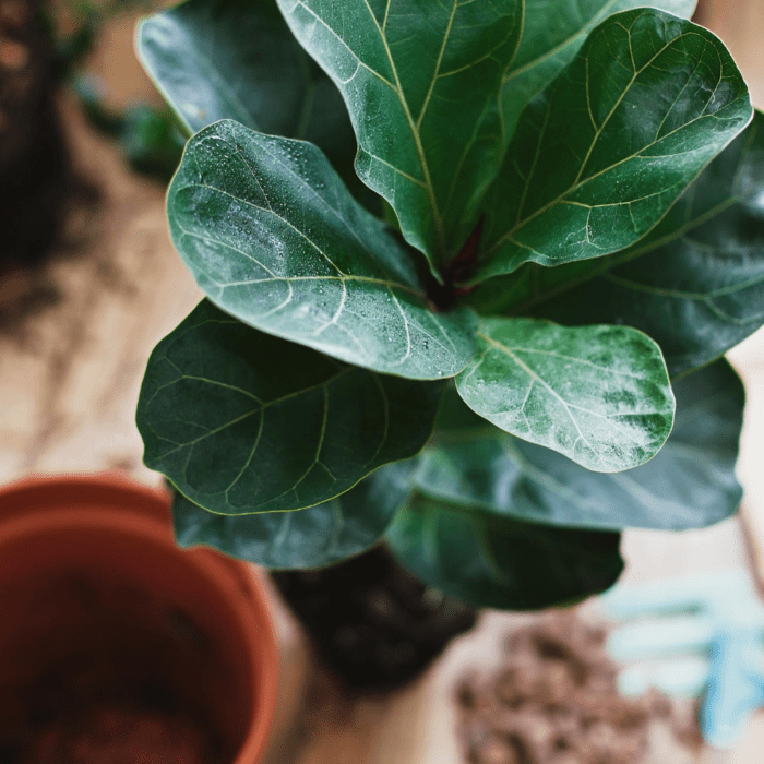 Watering & Fiddle Leaf Fig Trees