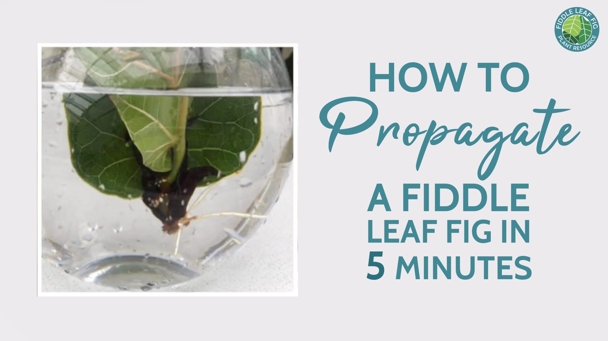 How to Propagate a Fiddle Leaf Fig in 5 Minutes | Plant Resource