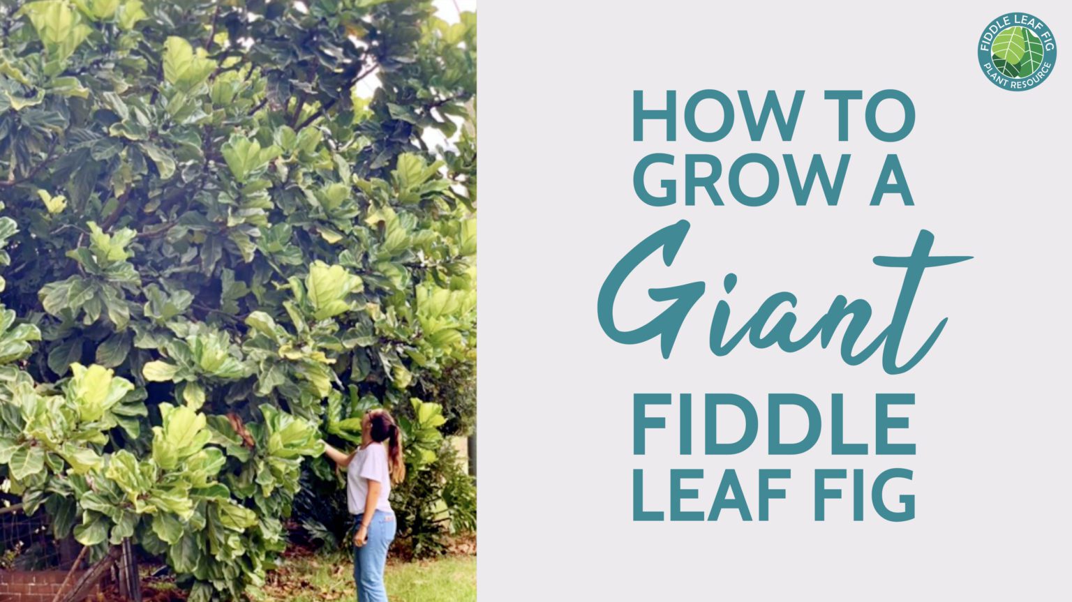 Plant Care & Fiddle Leaf Fig Trees | Page 3 of 10