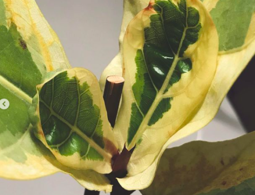 Identifying Fiddle Leaf Fig Varieties | The Fiddle Leaf Fig Plant Resource
