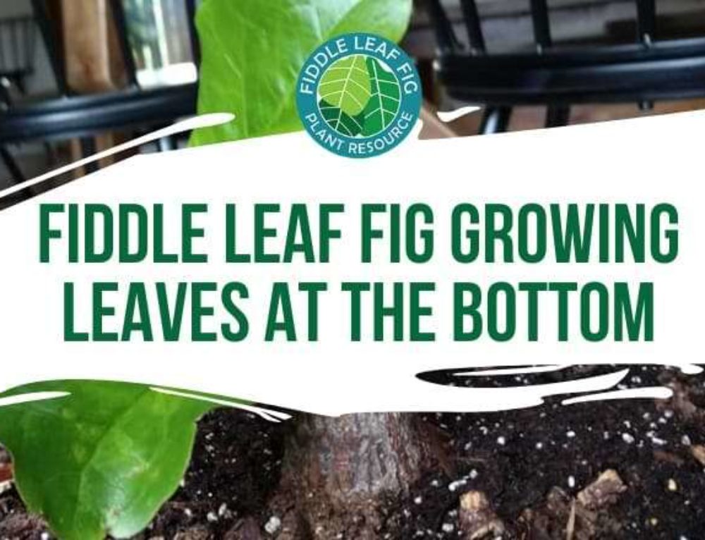 Can You Grow a Fiddle Leaf Fig From Seeds? | Fiddle Leaf Fig Plant Resource