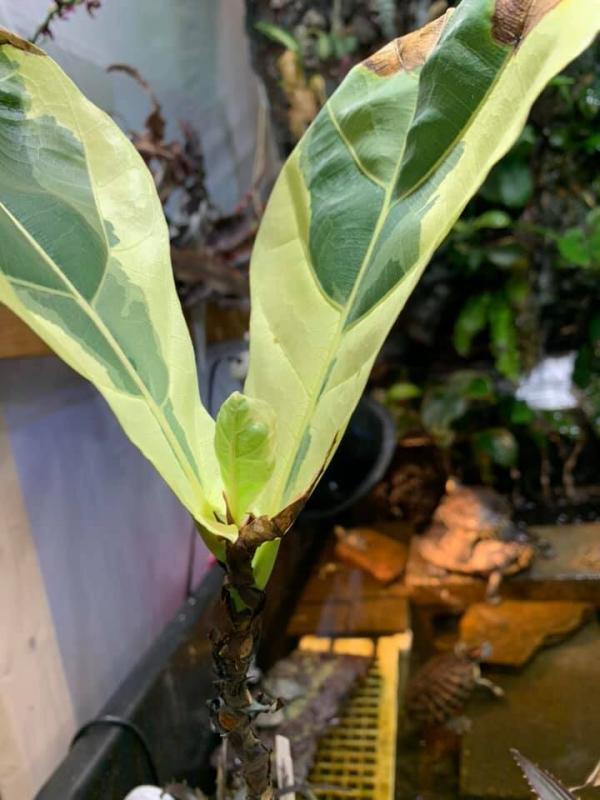 The Ultimate Guide to the Variegated Fiddle Leaf Fig