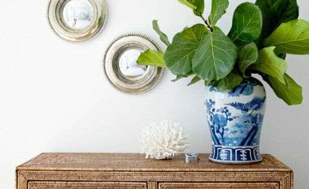 About the Fiddle Leaf Fig Plant Resource Center | Plant Resource