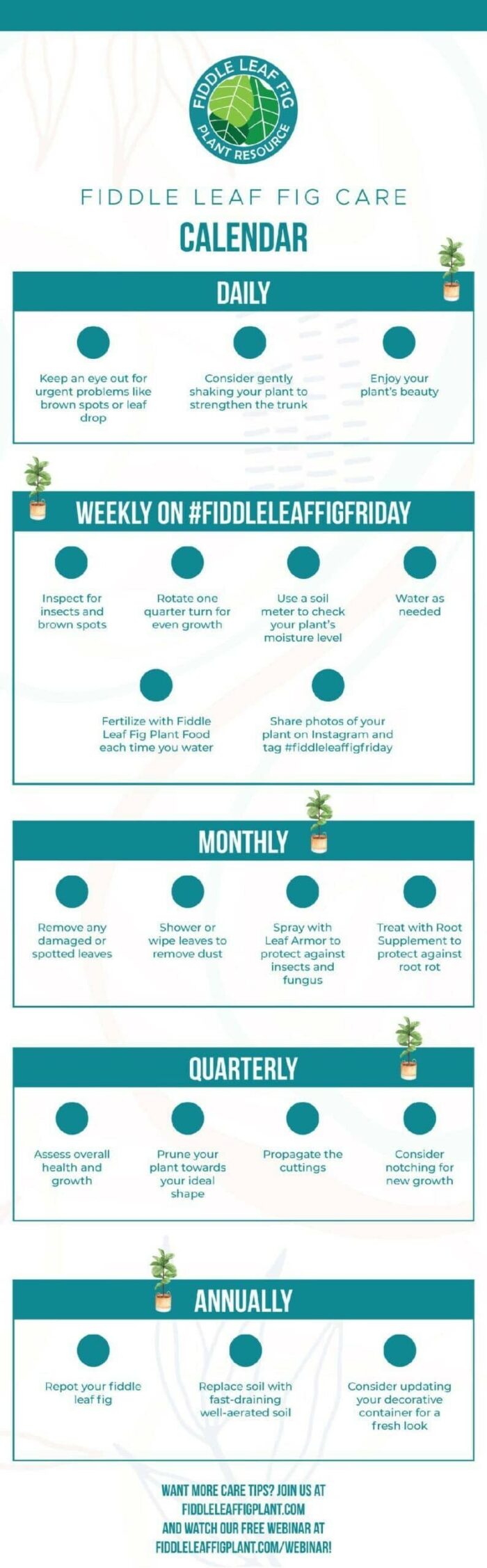 Fiddle Leaf Fig Care Calendar | The Fiddle Leaf Fig Plant Resource