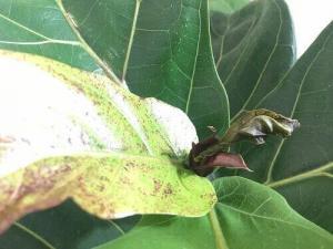 Red Spots on Fiddle Leaf Fig Tree? Here's Why (and What to Do)