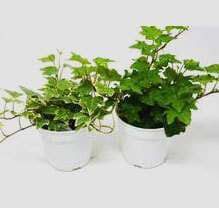 Fiddle Leaf Fig INDOOR PLANT FOOD | The Fiddle Leaf Fig Plant Resource