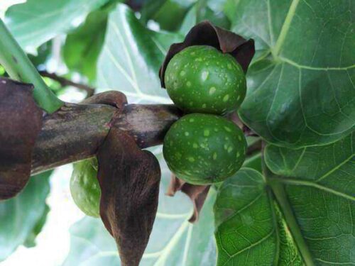 The Complete Guide to Fiddle Leaf Fig Fruit | Plant Resource