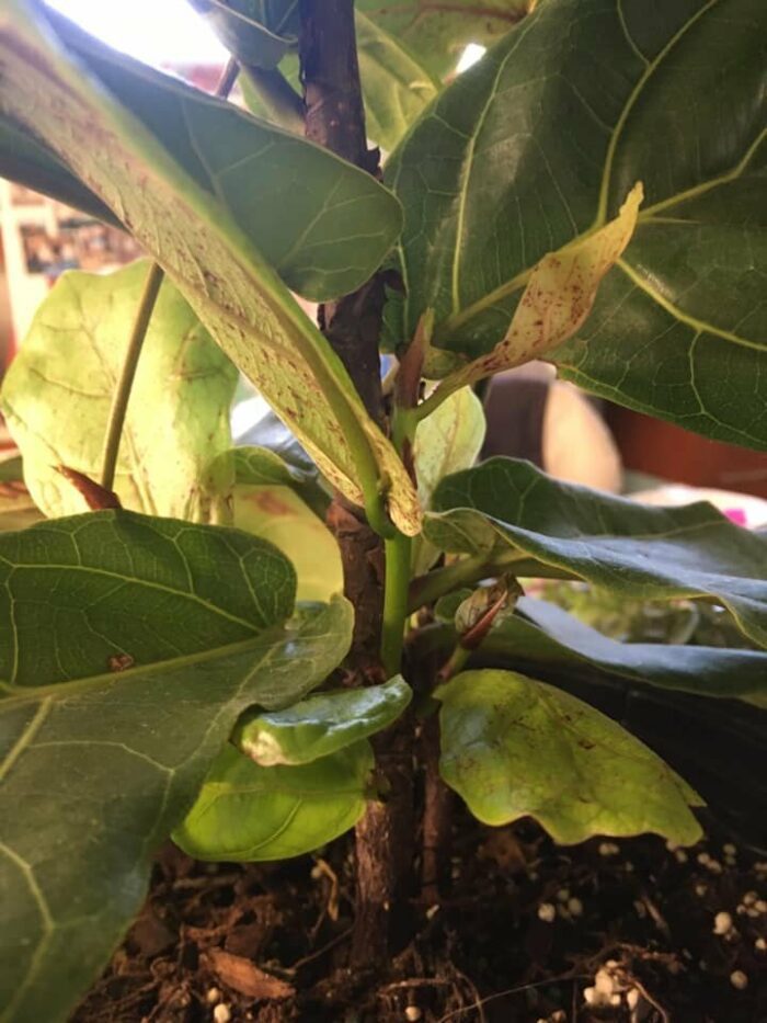 How to Treat and Prevent These 4 Common Fiddle Leaf Fig Diseases | The ...