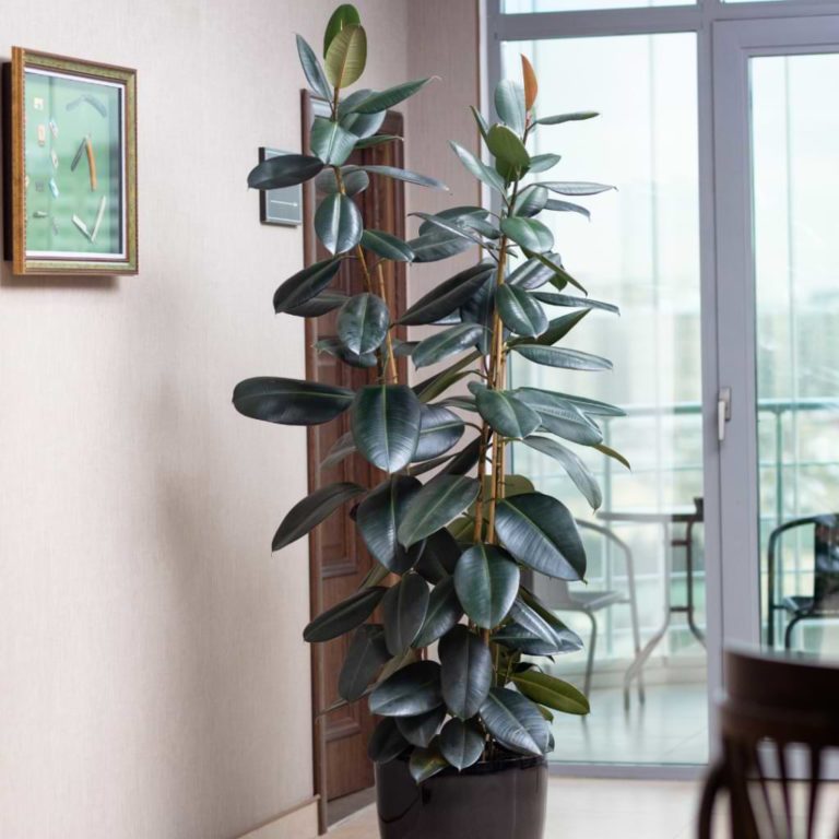 Ficus Elastica Care | Rubber Tree | Fiddle Leaf Fig Plant