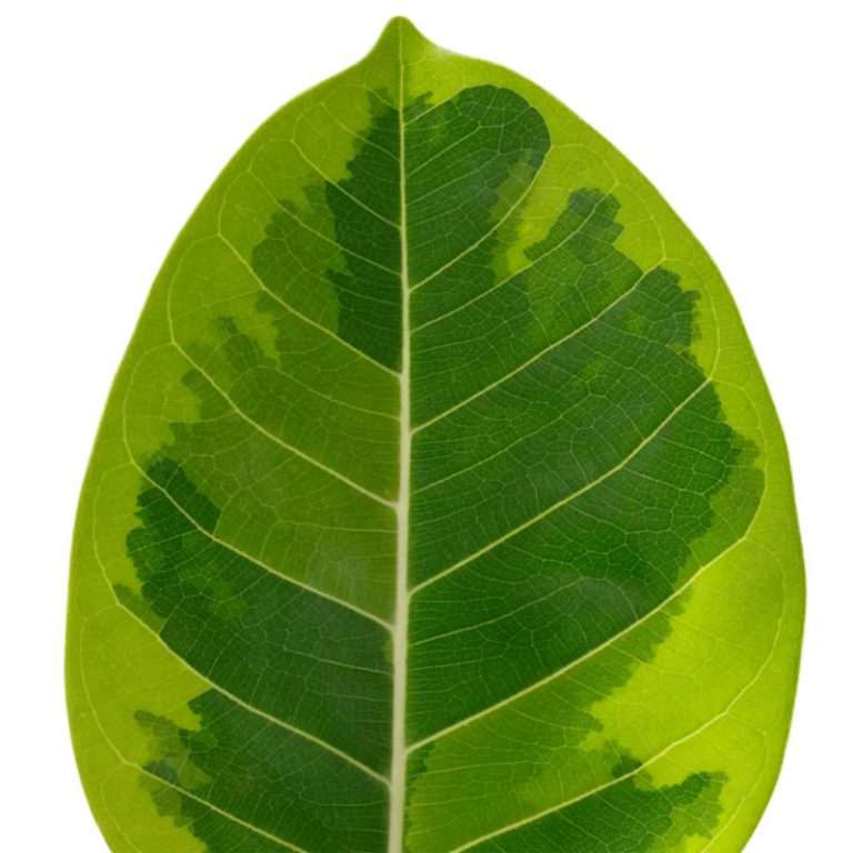 Ficus Altissima Plant Care and Propagation