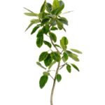 Ficus Altissima Plant Care and Propagation