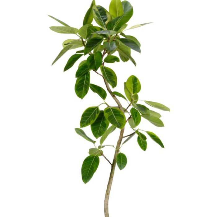 Ficus Altissima Plant Care and Propagation