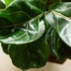 Types of Ficus Plants and Trees | Fiddle Leaf Fig Plant