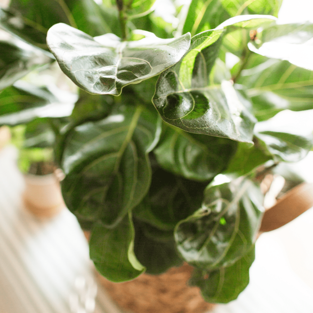 Probiotics for Plants: Everything You Need to Know