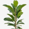 Ficus Benghalensis Plant Care Guide | Fiddle Leaf Fig Plant