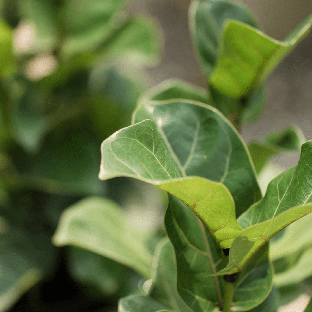 Fiddle Leaf Tree Growing Guide| Ficus Lyrata