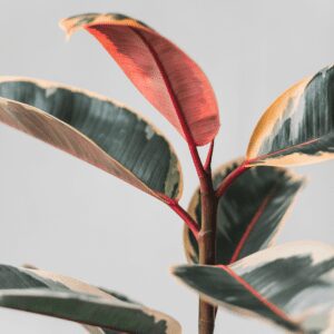 Ficus Elastica Tineke Care and Propagation Guide