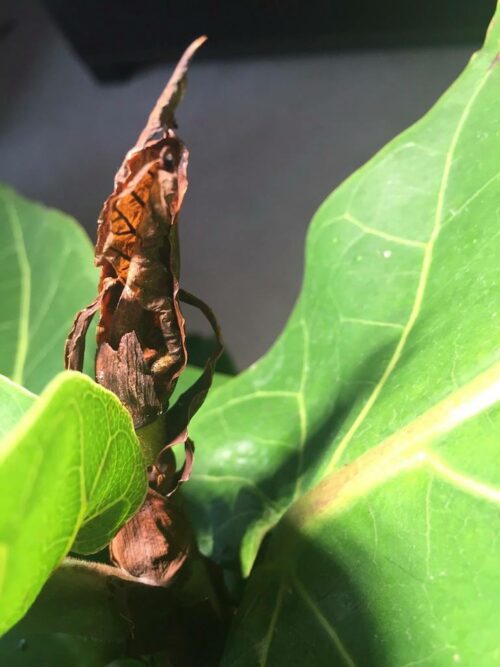 4 Sneaky Reasons Why Your Fiddle Leaf Fig is Drying Out