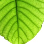 An Exclusive Grow and Care Guide for Ficus Umbellata