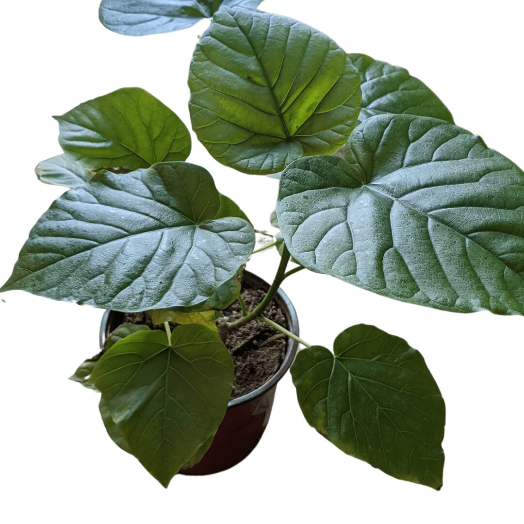 An Exclusive Grow and Care Guide for Ficus Umbellata