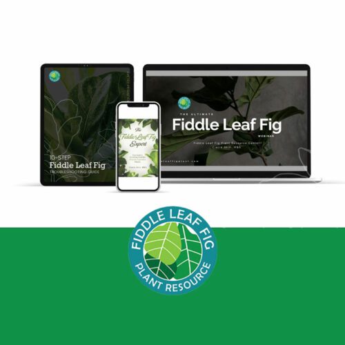 Fiddle Leaf Fig | Best Tips & Products for the Ficus lyrata