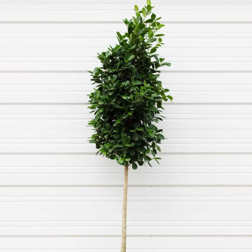 Ficus Danielle (Ficus Benjamina Daniella) Care Guide
