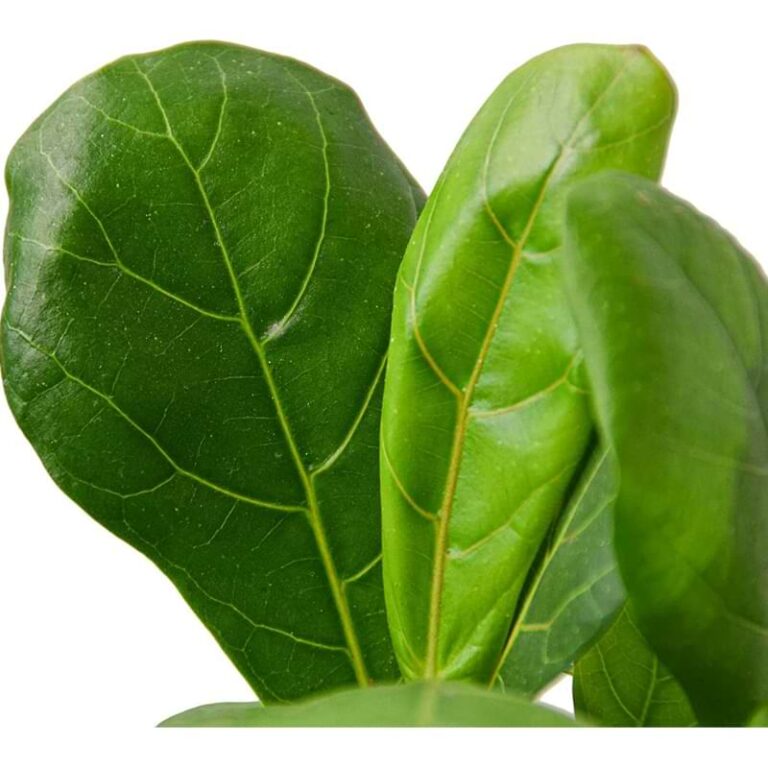 The Ultimate Guide to Watering Your Fiddle Leaf Fig Plant