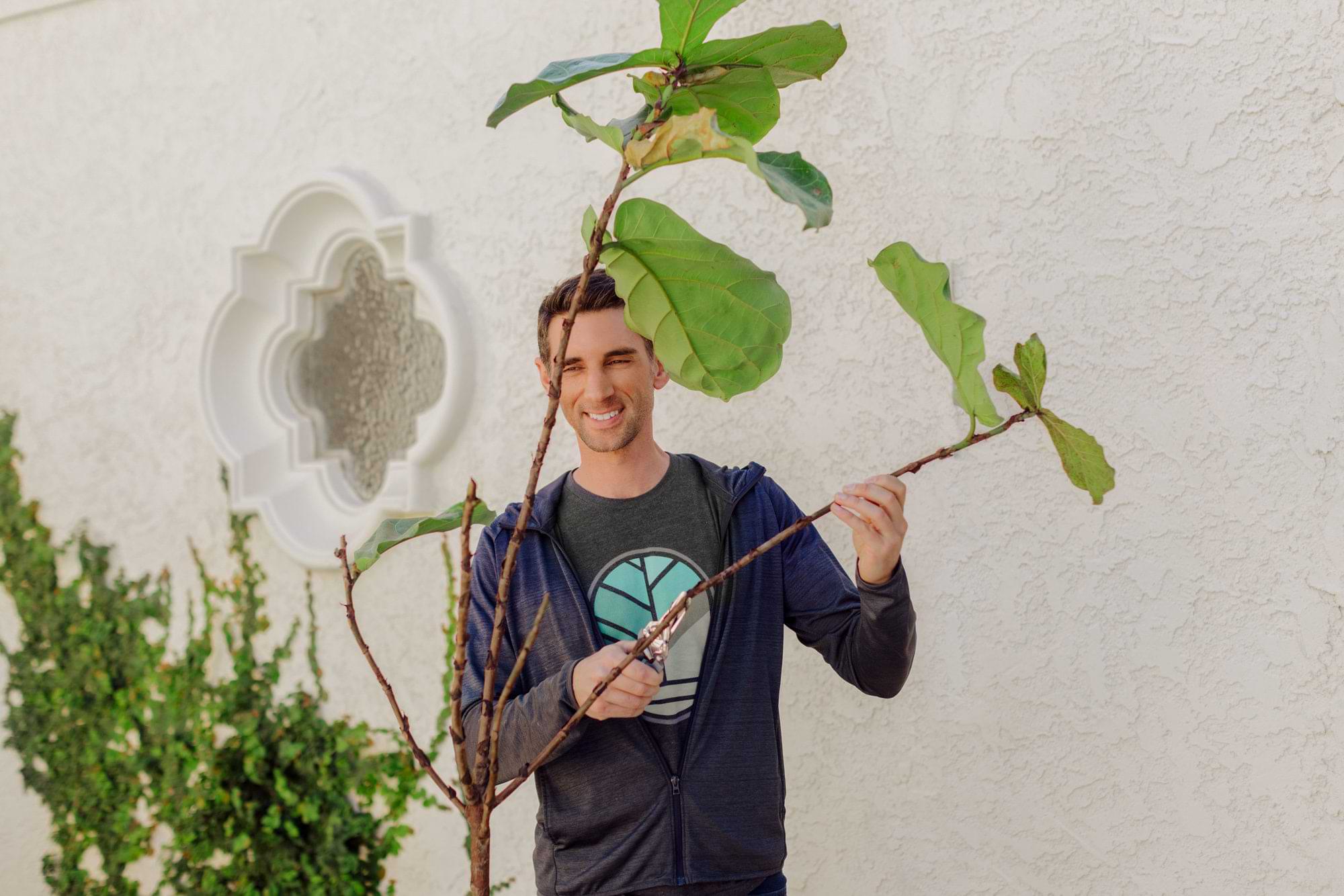 How To Rehab a Sunburned Fiddle Leaf Fig Tree