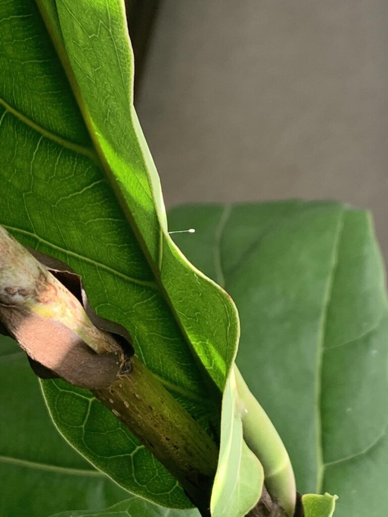 Are Lacewings Harmful to a Fiddle Leaf Fig?