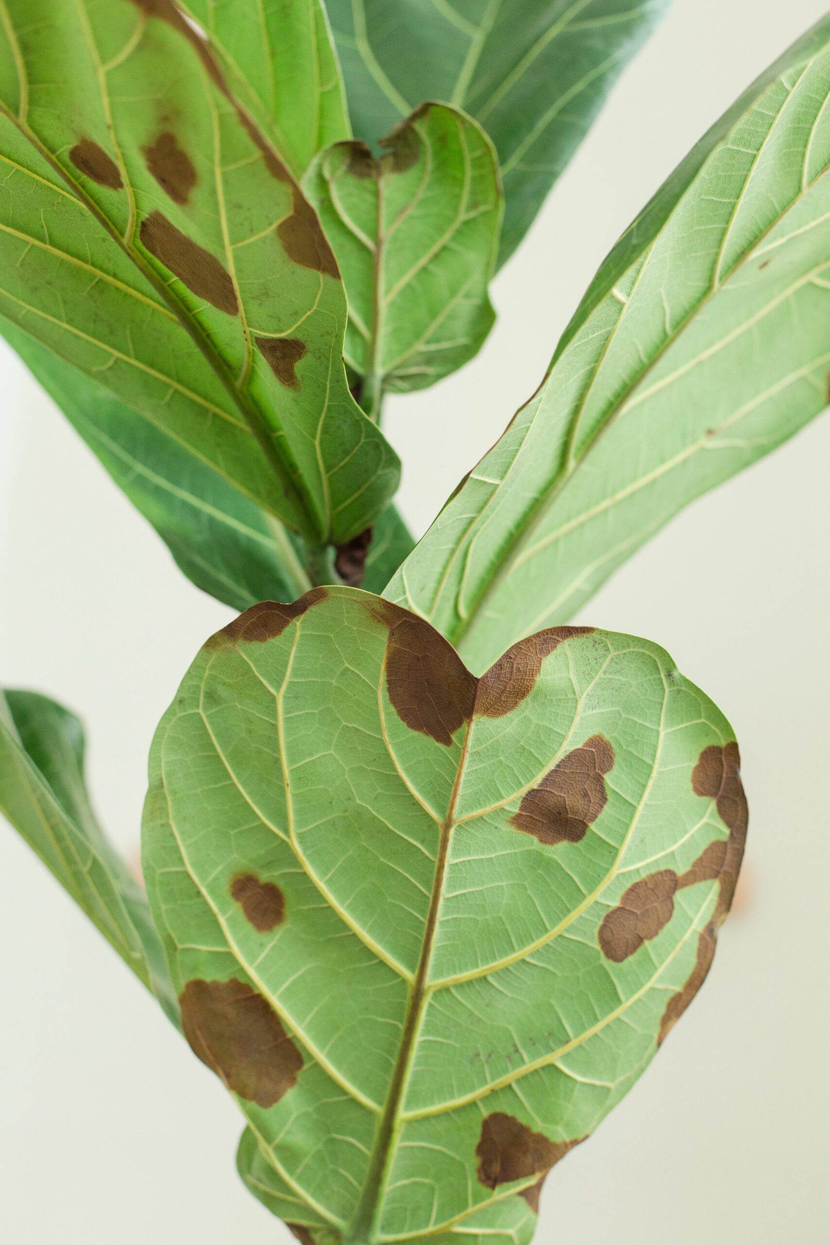 Why Are My Fig Leaf Leaves Turning Brown Infoupdate Why Are My Fig Leaf Leaves Turning Brown Infoupdate