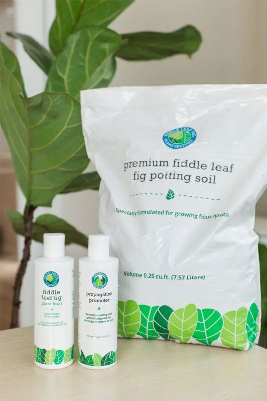 An Exclusive Grow and Care Guide for Ficus Umbellata