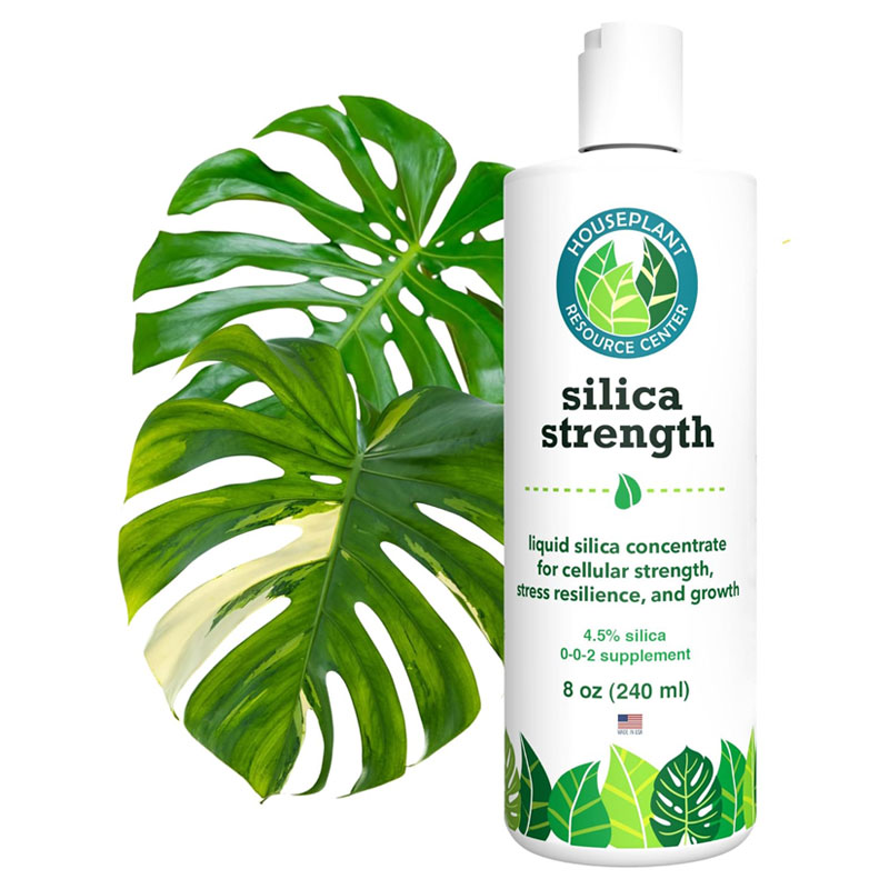 Silica Strength | The Fiddle Leaf Fig Plant Resource